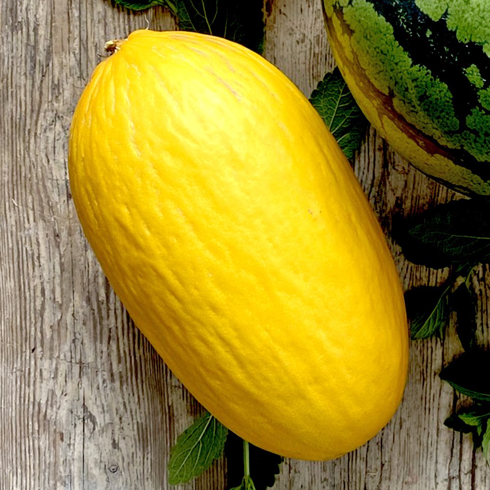 Meloner Honning SP - Melon - Rosengaard