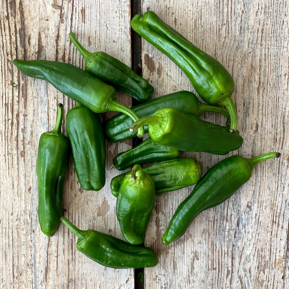 Peber PADRON Mar/Holl. - Peber - Rosengaard