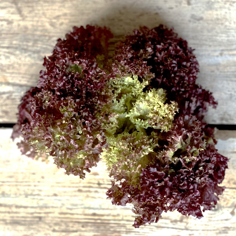 Lola Rosa salat Udl. - Salat - Rosengaard