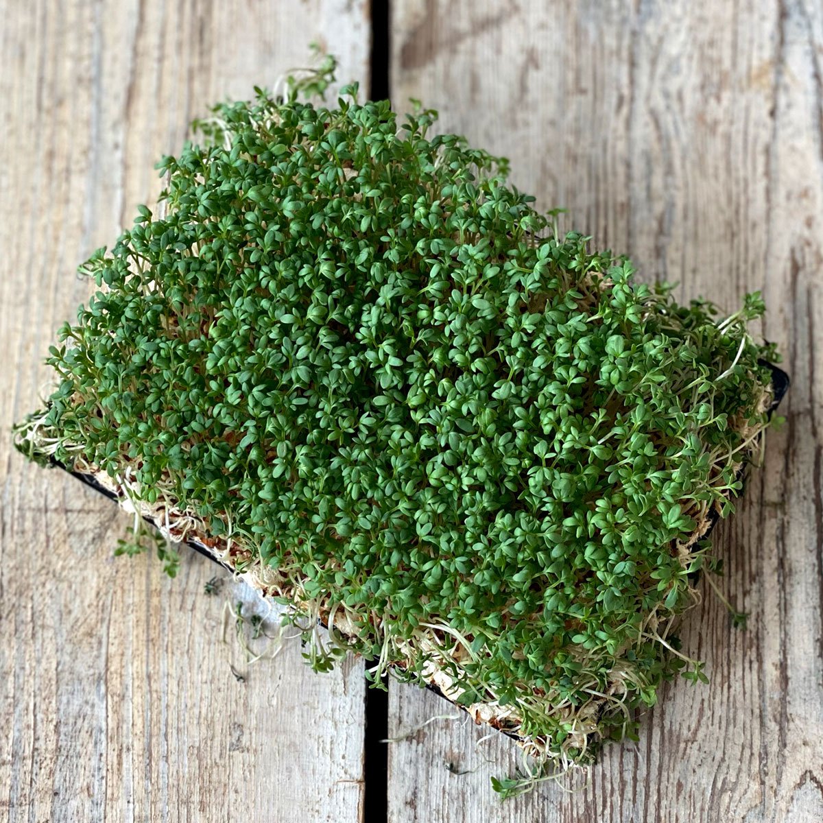 Karse 4 BK. DK - Urter - Rosengaard